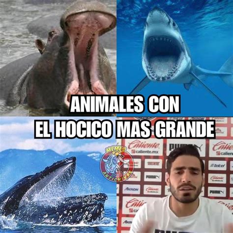 Los Mejores Memes Que Dejó La Goleada Del América A Chivas Futbol Sapiens