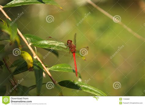Ruby Meadowhawk Dragonfly Male Stock Image Image Of Beautiful
