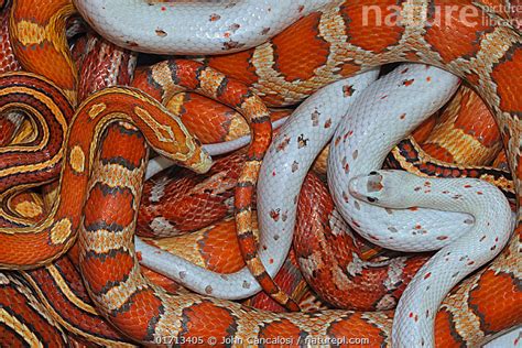Classic Corn Snake