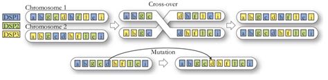 6 Genetic Algorithm Atomic Operations Mutation And Cross Over