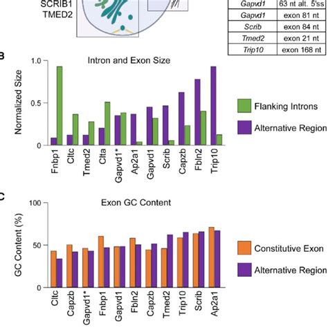 Characterization Of A Panel Of Splicing Events In Membrane Trafficking
