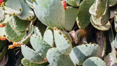 How To Grow Prickly Pear Cactus Explained For Beginners