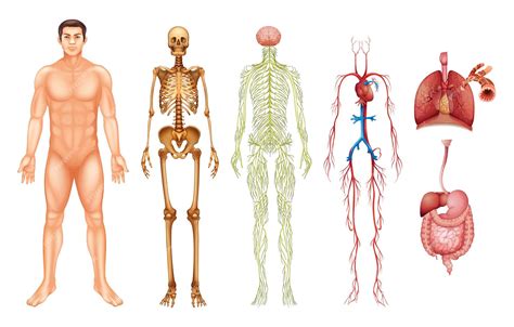 Sistemas Do Corpo Humano Vetor Grátis