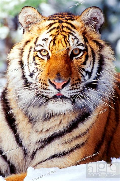Siberian Amur Tiger Close Up Showing Facial Markings Panthera