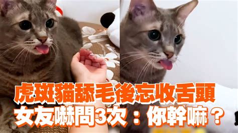 虎斑貓舔毛後忘收舌頭 女友嚇問3次：你幹嘛？｜寵物動物｜可愛 Youtube