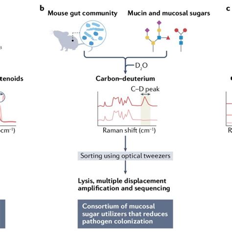 Applications Of Raman Based Cell Sorting To Link Ecological Roles Of