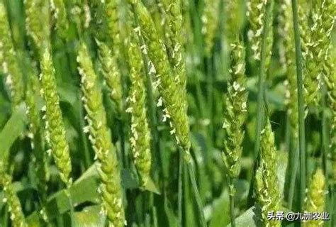 農藝師告訴你小麥在這個時期一定不要澆水打藥 每日頭條