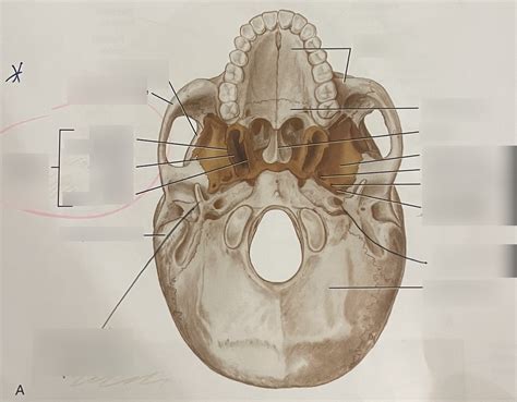 Head And Neck Anatomy Bones Diagram Quizlet