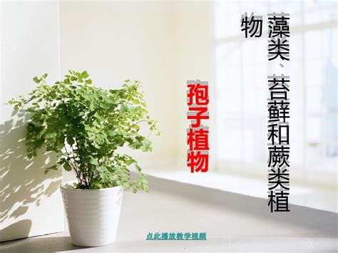 人教版初中《藻类、苔藓和蕨类植物》课件word文档在线阅读与下载文档网