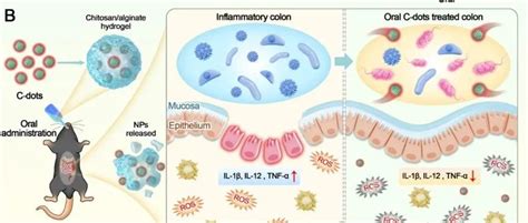 文献分享 Chem Eng J 具有类超氧化物歧化酶活性的口服红色荧光碳点纳米酶用于结肠炎生物成像与炎症管理 Book学术