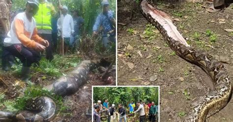 အင်ဒိုနီးရှားမှာ ပျောက်ဆုံးနေတဲ့ အမျိုးသမီးတစ်ဦးကို စပါးအုံးမြွေကြီးရဲ့