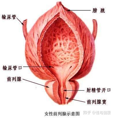 关于女性有咩有前列腺的那点事 知乎