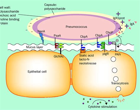 Streptococcus Pneumoniae Diagram
