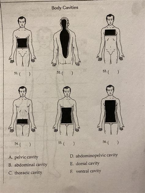 Anatomy Bootcamp Body Cavities Diagram Quizlet