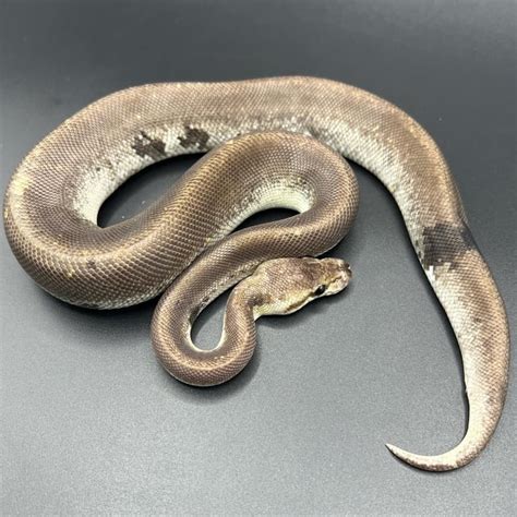 urban camo ball python probably one of my favorite morphs d r