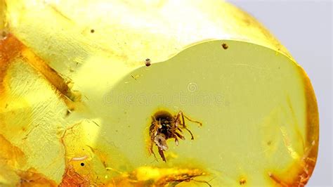 Amber With Embedded Spider In A Closeup Stock Video Video Of