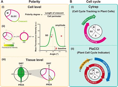 Using Quantitative Methods To Understand Leaf Epidermal Development Quantitative Plant Biology