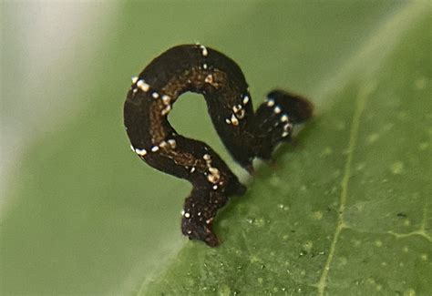 Types Of Inchworms A Friendly Guide To Identifying Your Tiny Crawlers