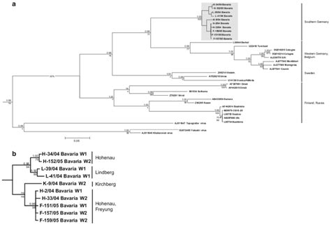 Bayesian Reconstruction Of Phylogenetic Relationships Based On 621 Nt Download Scientific