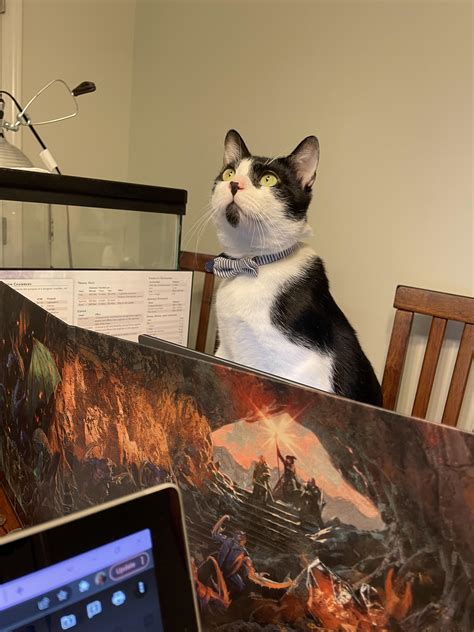 The New Dm He Got Very Dressed Up For His First Session R Catsplayingdnd