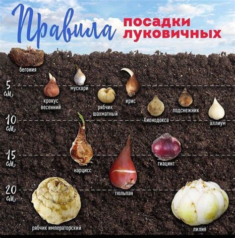 Pin By Инга On цветник Shade Garden Plants Small Vegetable Gardens