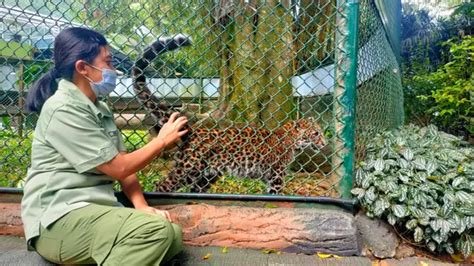 Kelahiran Bayi Satwa Endemik Di Taman Safari Indonesia Bogor Mulai