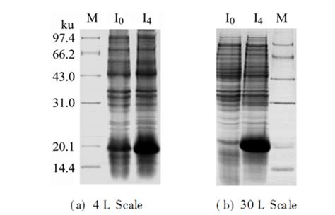 【菌周刊】菌种建库篇｜大肠杆菌bl21de3菌株高表达的自适应进化筛选及其特性 知乎