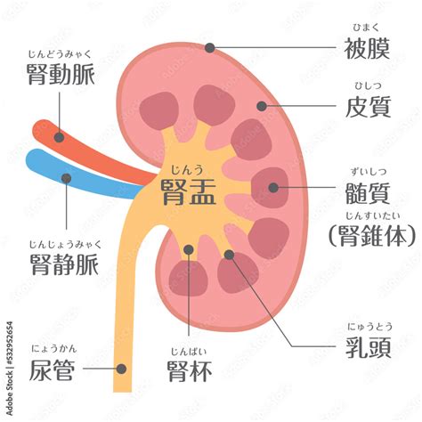 人間の身体★泌尿器★腎臓の構造★文字あり Stock Vector Adobe Stock
