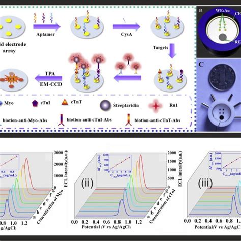 A I Schematic Diagram Of The Ecl Biosensor Array For The Detection Download Scientific