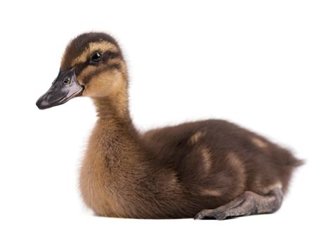 Premium Photo Duckling Grey Isolated On White