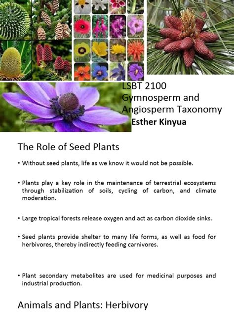 Lecture 6 Lsbt 2100 Gymnosperm And Angiosperm Taxonomy 1 Pdf Flowers Herbivore