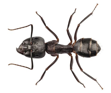 Carpenter Ants Pest Control In The Kawartha Lakes Miller Pest Control