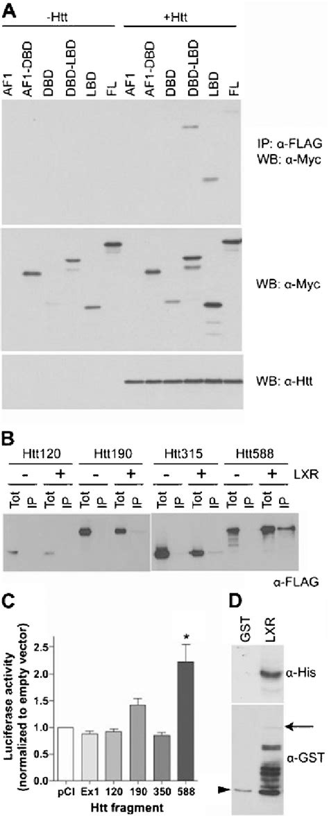 N Terminal Huntingtin Region 1 588 And Ligand Binding Domain Lbd Of Download Scientific
