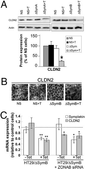 Symplekin Down Regulation Modifies The Pattern Of Claudin Expression In