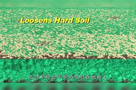 什么是“液态草坪”?喷哪里哪里就长草,这是啥原理草坪液态什么 什么是“液态草坪”?喷哪里哪里就长草,这是啥原理草坪液态什么