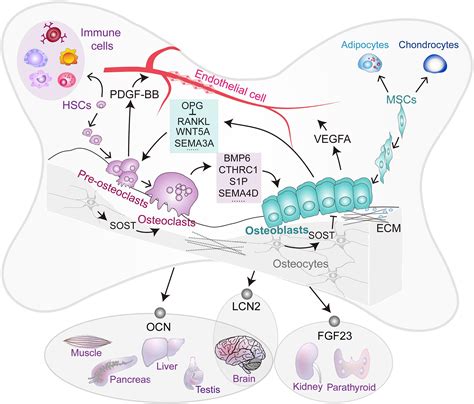 Bone Niche And Bone Metastases Clinical Tree
