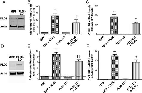 Overexpression Of A Lipase Dead Ld Pld1 Or Pld2 Mutant Inhibits