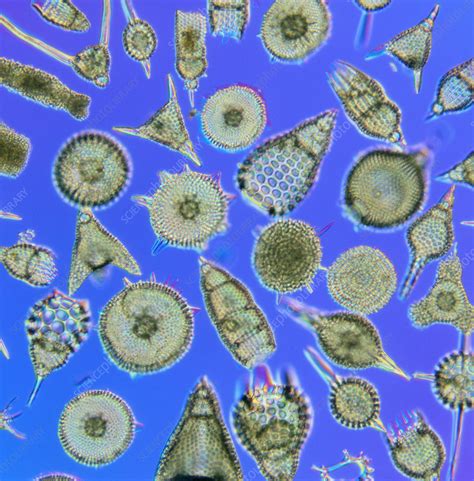 Lm Of An Assortment Of Radiolaria Stock Image Z1100173 Science