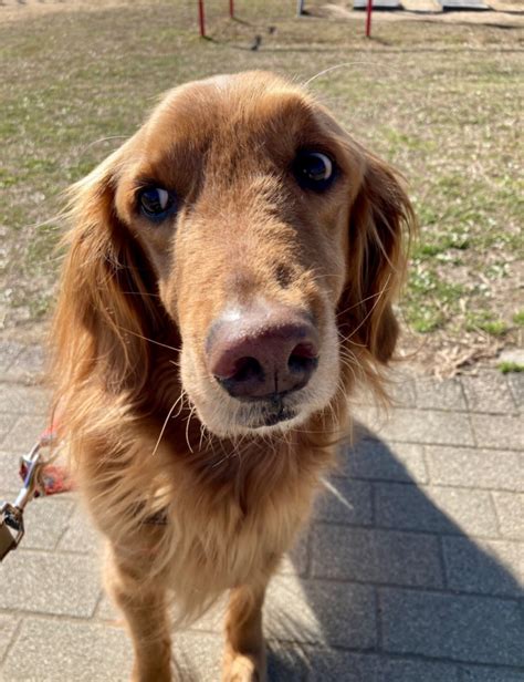 公園でひと休み。 〜ふぅのしっぽ〜 老犬とのしあわせな毎日♡ 愛知県一宮市 老犬介護・シニア犬のお世話・看護のお手伝い