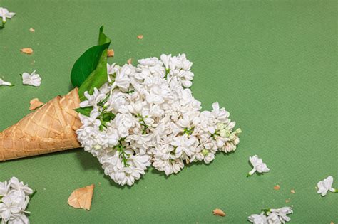 하얀 라일락 꽃은 와플 아이스크림 콘에 사바나 초록색 배경에 있다 플랫 레이 개념에 대한 스톡 사진 및 기타 이미지 개념