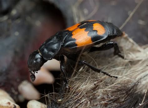 Nicrophorus Vespilloides Facts Diet Habitat And Pictures On Animaliabio