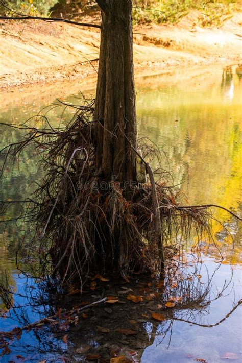 Beautiful Shot Of A Tree On A Lake With Its Roots Above The Water On A Sunny Day Stock Image