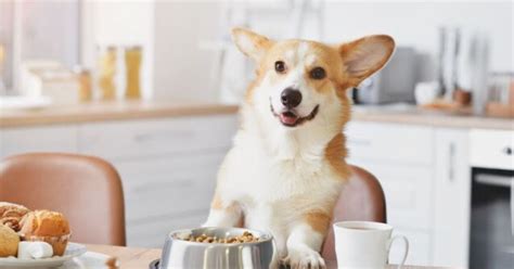 Does My Dog Have Food Allergies Petguide