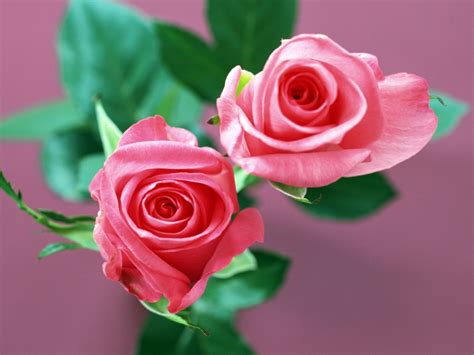 Significado das Rosas Revista Nós e Outros Olhos