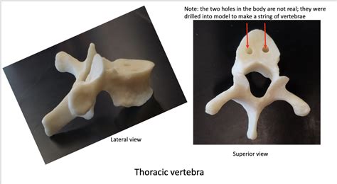 Lab Model Thoracic Vertebra Diagram Quizlet