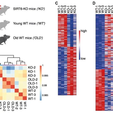 Sirt6 Deletion Affects Gene Expression In The Brain A Experimental