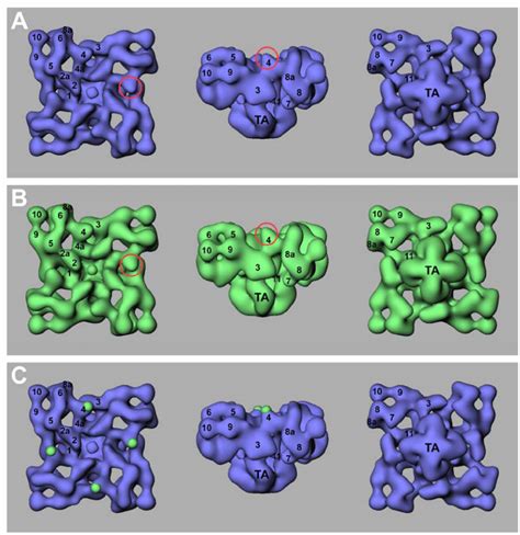 Three Dimensional Surface Representations And Difference Maps Of Ryr2