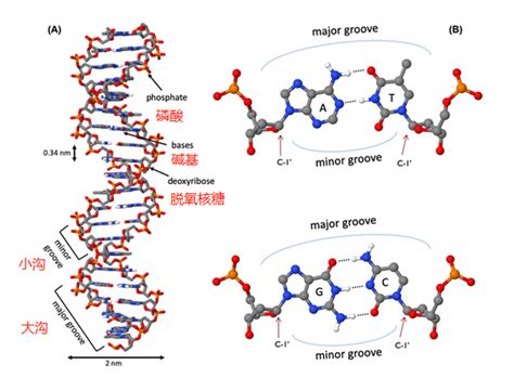 微观探索人体奥秘 002 Dna 知乎