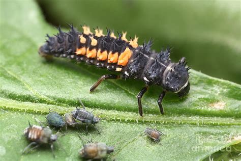 Aphids Ladybug