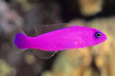 Basslet Fish